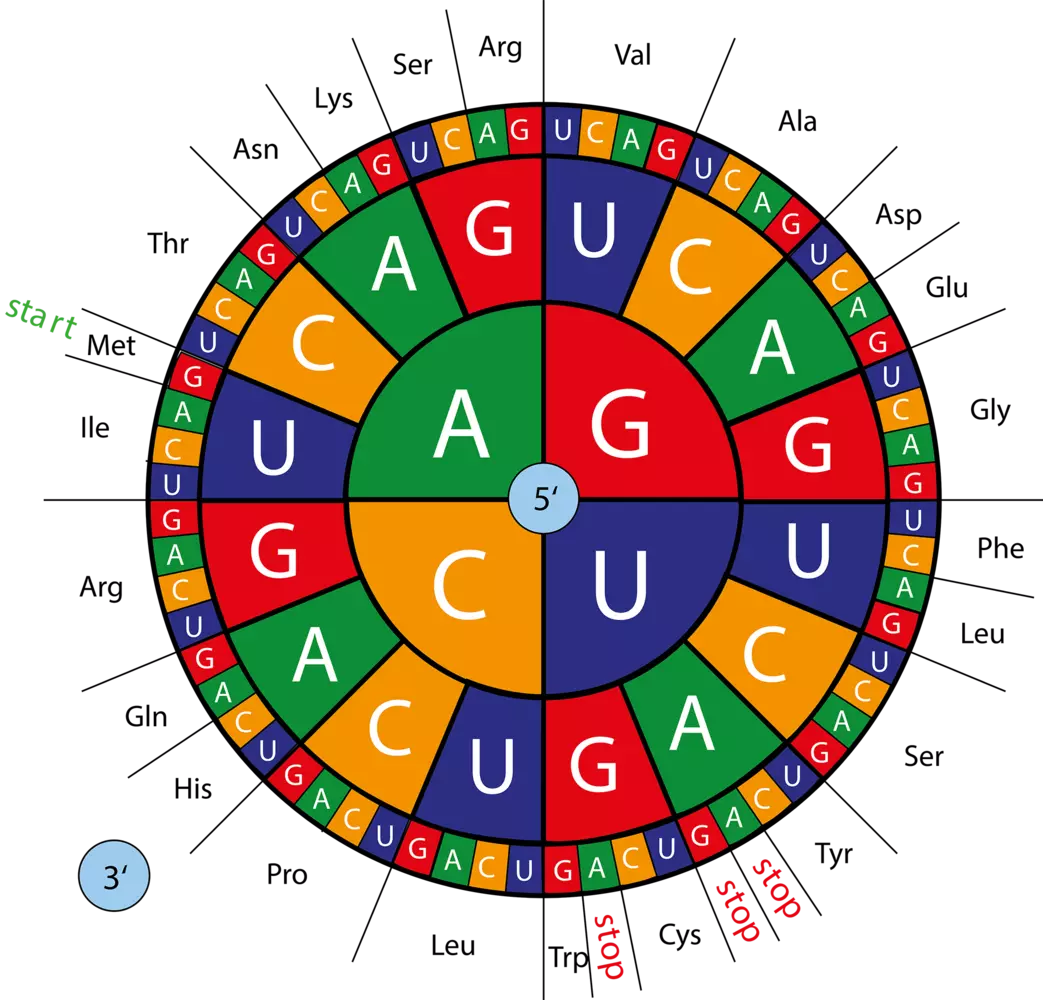 Translation – zweiter Teil der Genexpression: Wie Proteine gebildet ...